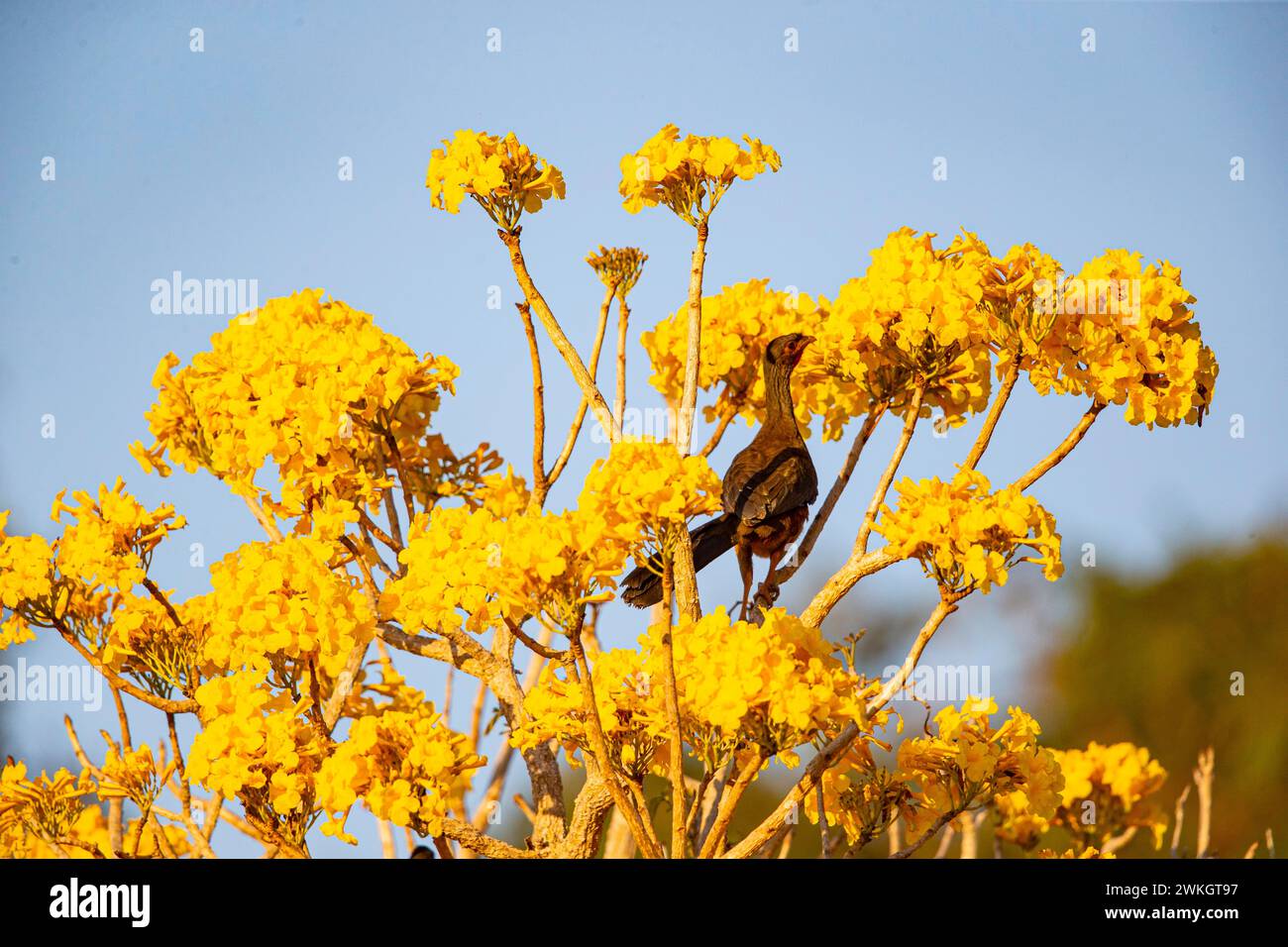 Chaco chachalaca (Ortalis canicollis) Pantanal Brazil Stock Photo - Alamy