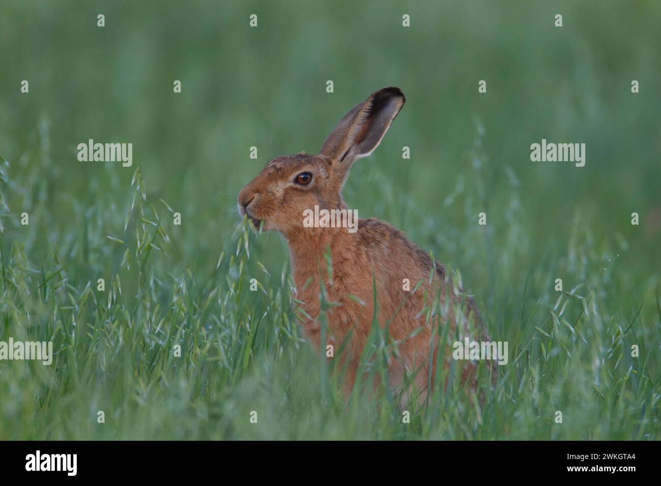 Brown hare (Lepus europaeus) adult animal feeding in a farmland oat ...