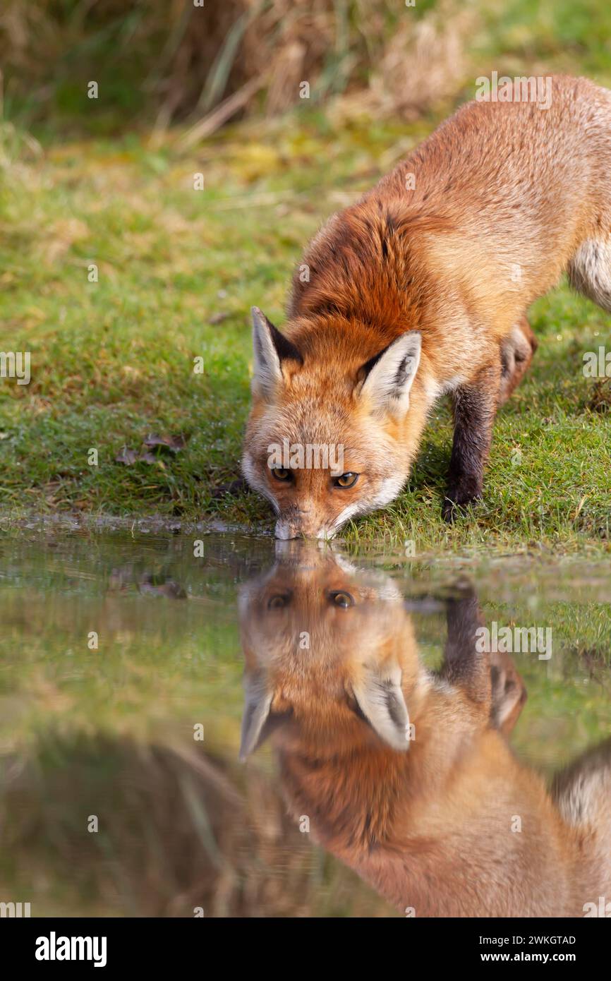 Red fox (Vulpes vulpes) adult animal drinking from a pond, England ...