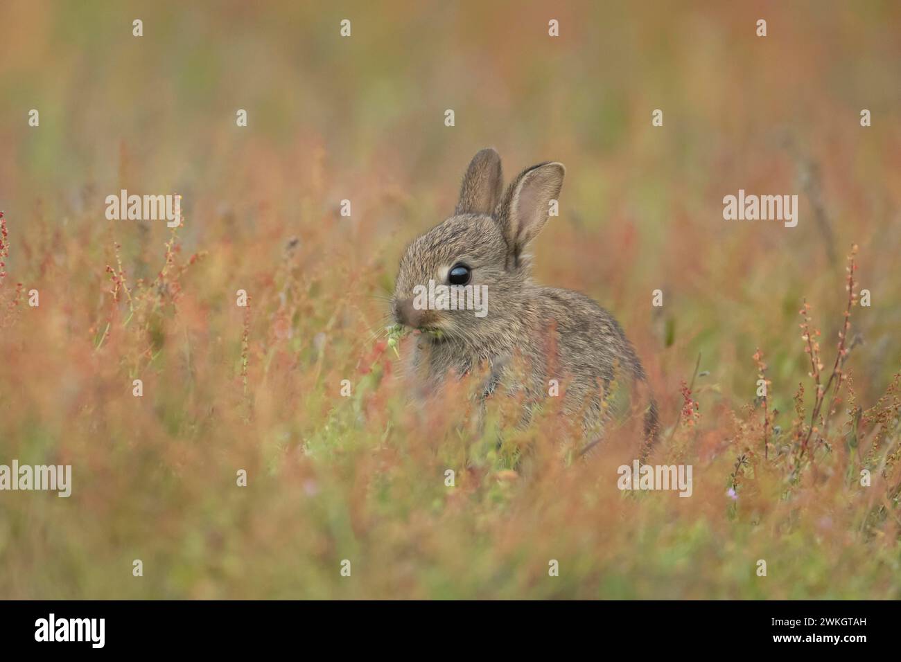 Rabbit (Oryctolagus cuniculus) juvenile baby animal feeding amongst red ...