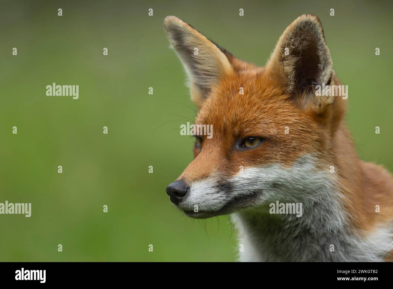 Red fox (Vulpes vulpes) adult animal head portrait, England, United ...