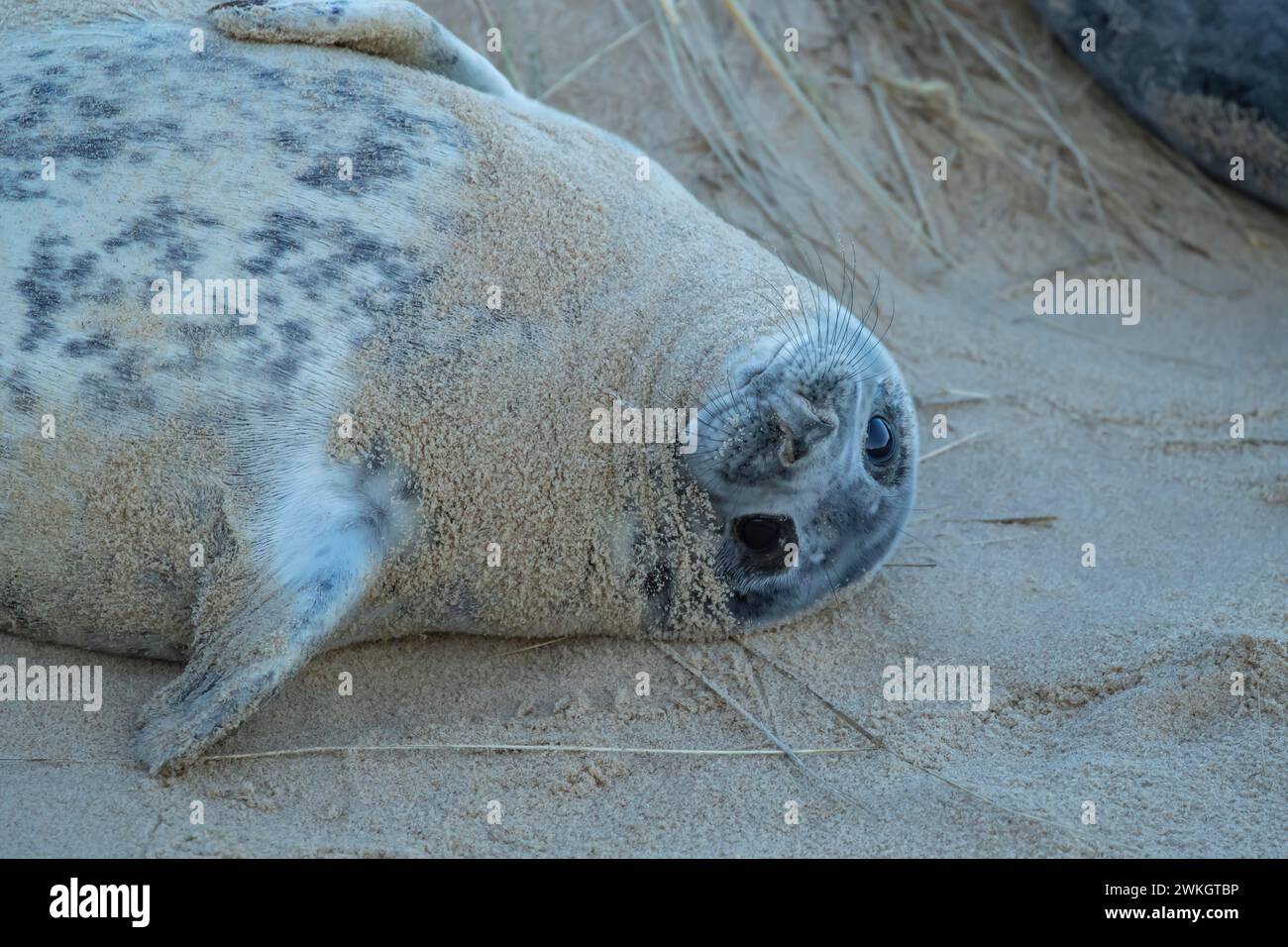 Atlantic grey seal (Halichoerus grypus) juvenile animal resting on a ...