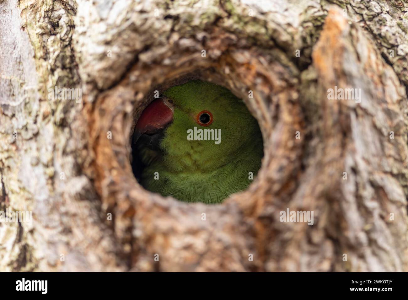 Rose-ringed parakeet (Psittacula krameri) looking out of its breeding ...