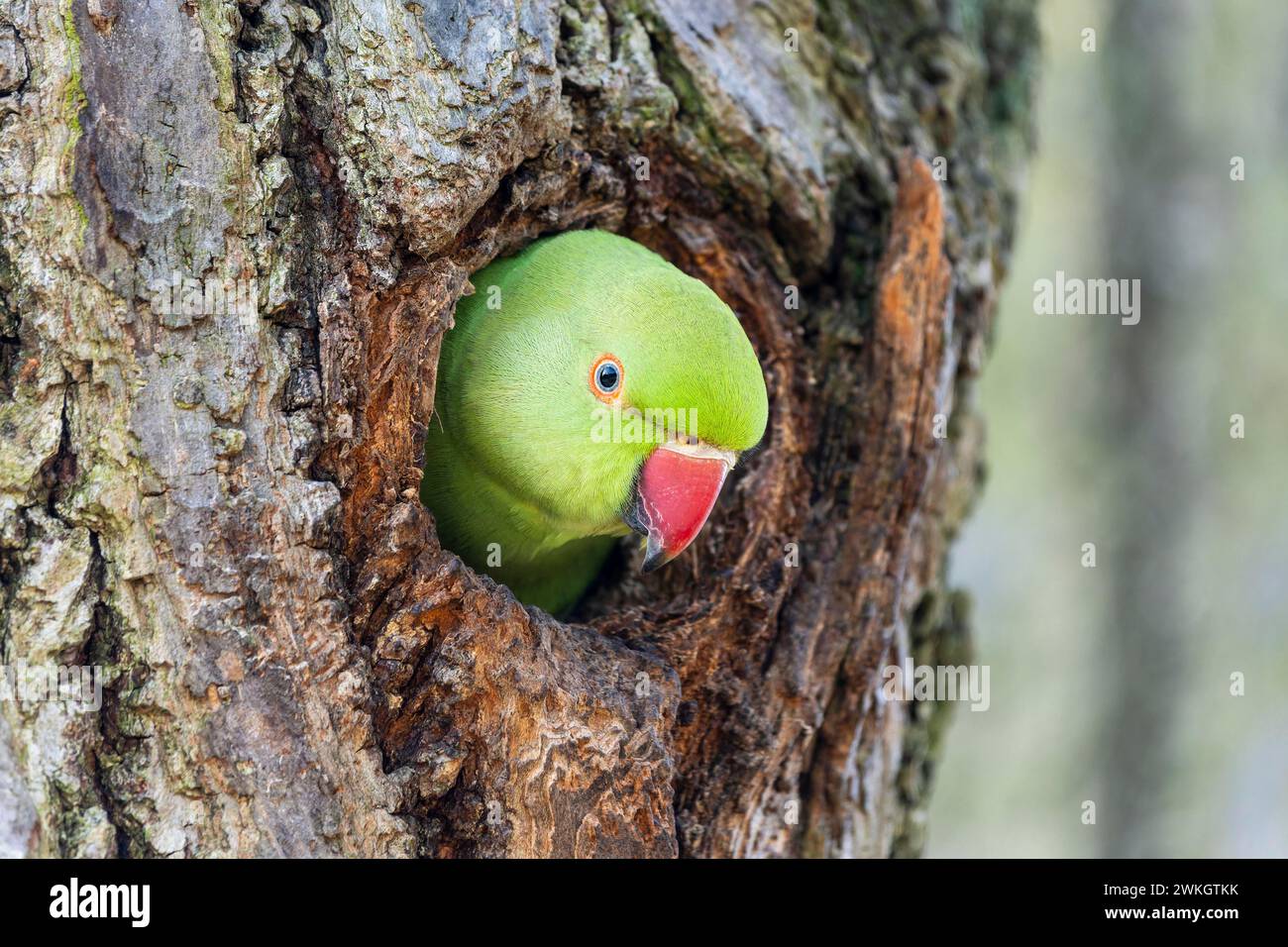 Rose-ringed parakeet (Psittacula krameri) looking out of its breeding ...