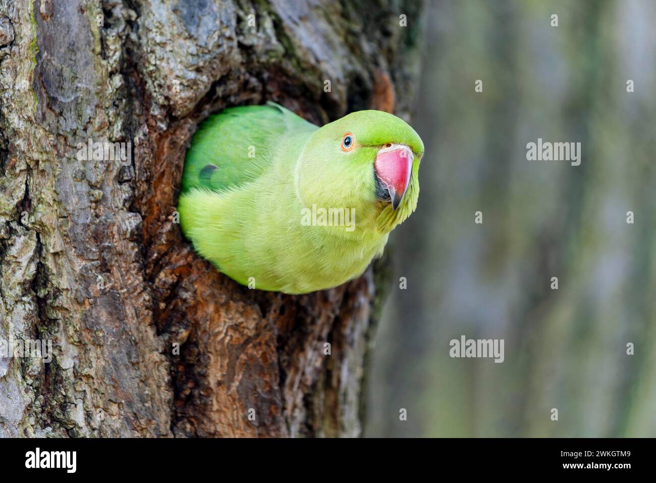 Rose-ringed parakeet (Psittacula krameri) looking out of its breeding ...