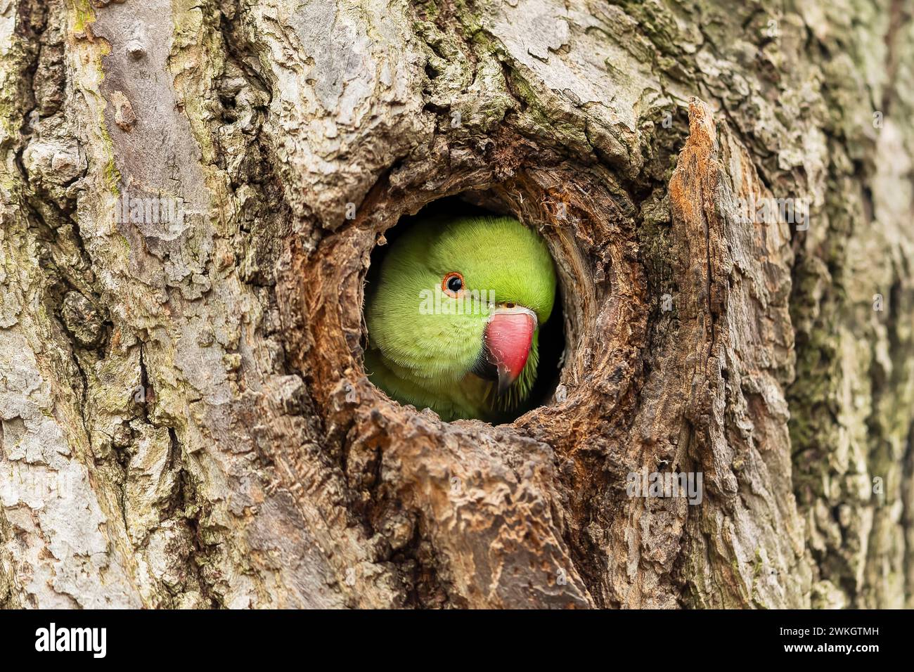 Rose-ringed parakeet (Psittacula krameri) looking out of its breeding ...