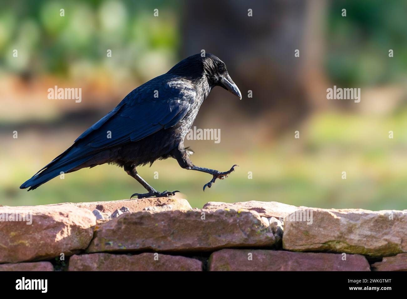 Carrion crow (Corvus corone) on a wall, wildlife, Germany Stock Photo ...