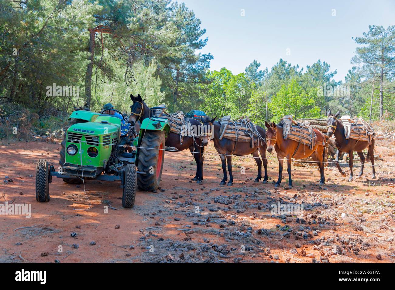 A green tractor stands in front of a row of mules ready to transport ...