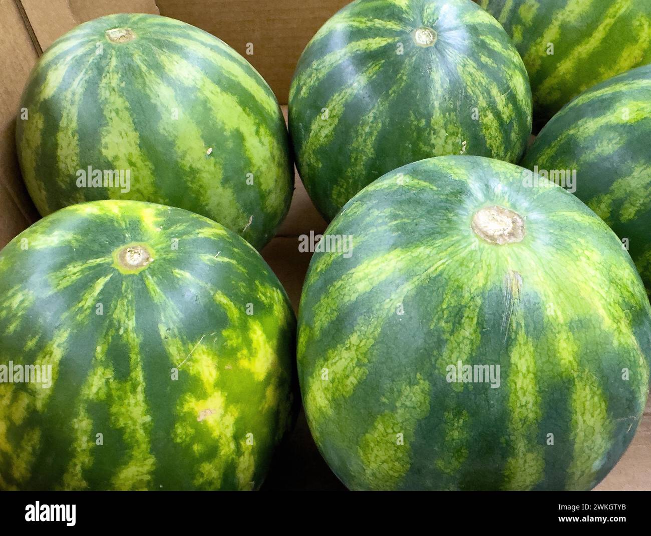 Watermelon in display of grocery shop food retailer supermarket ...