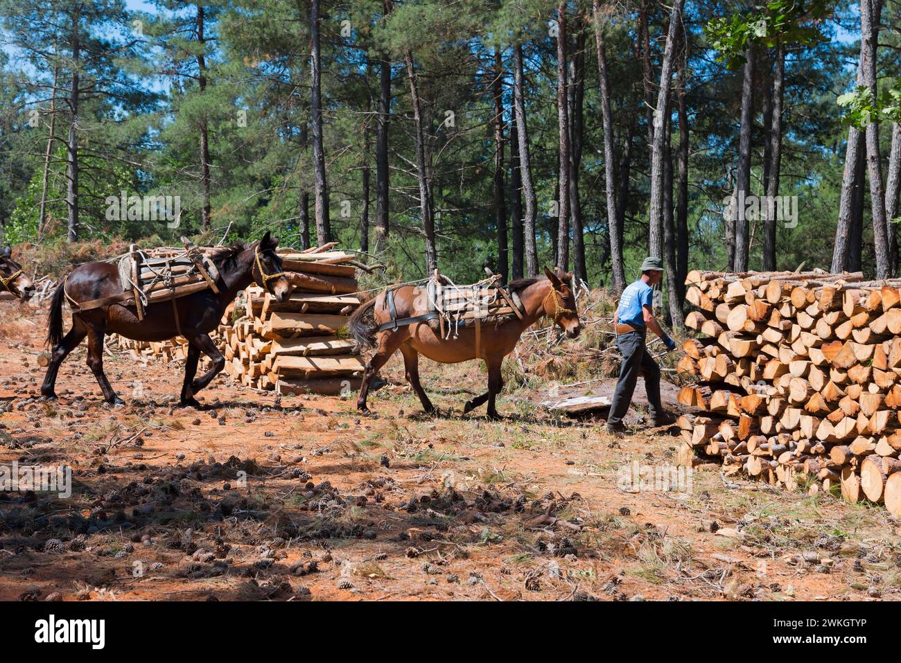 Mules are accompanied by a man to transport wood in a forest clearing, near Soufli, Eastern ...