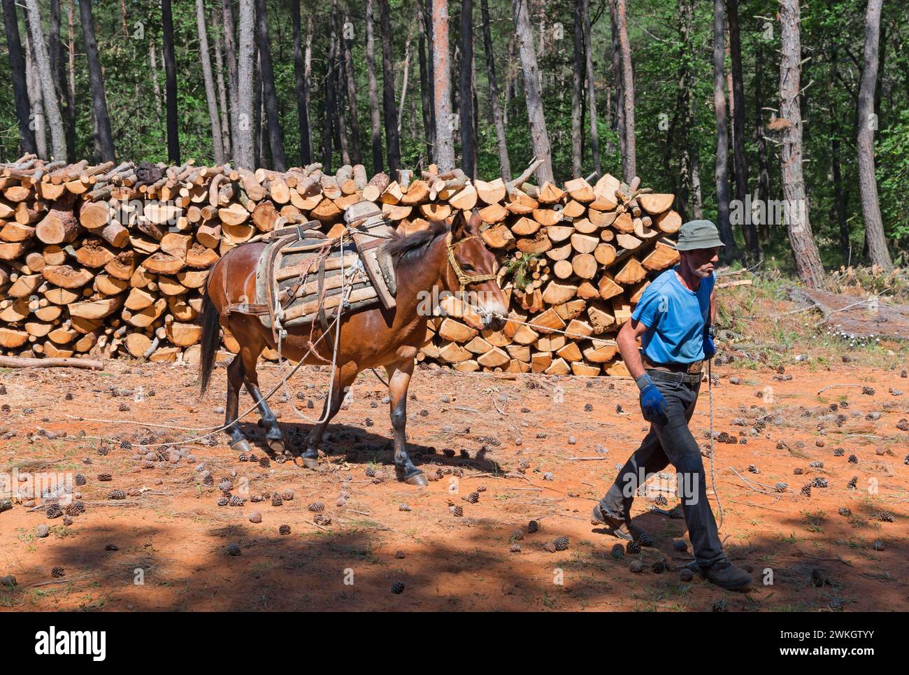 Mule track hi-res stock photography and images - Alamy