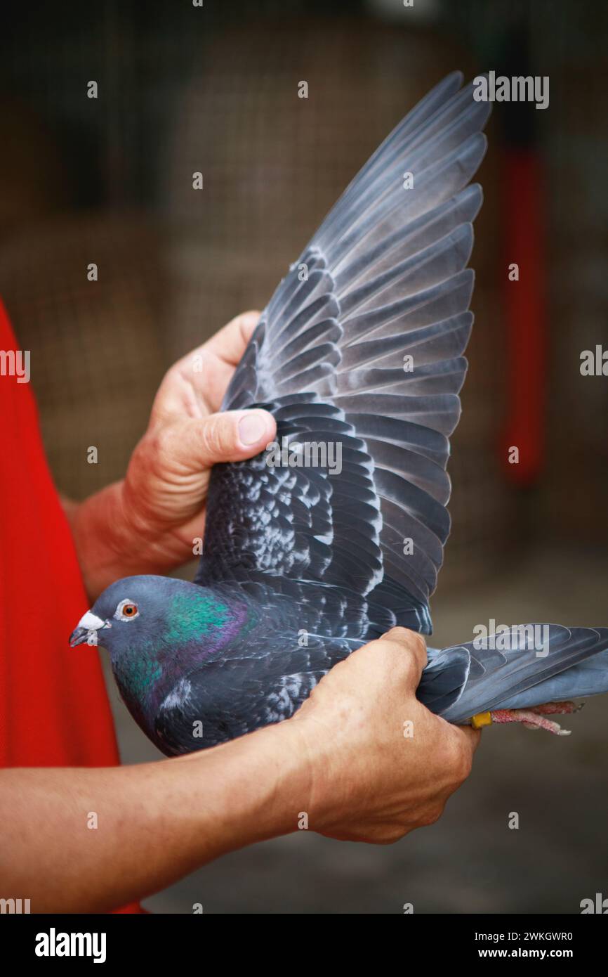 homing pigeon fancier showing wing of speed racing pigeon at home loft ...