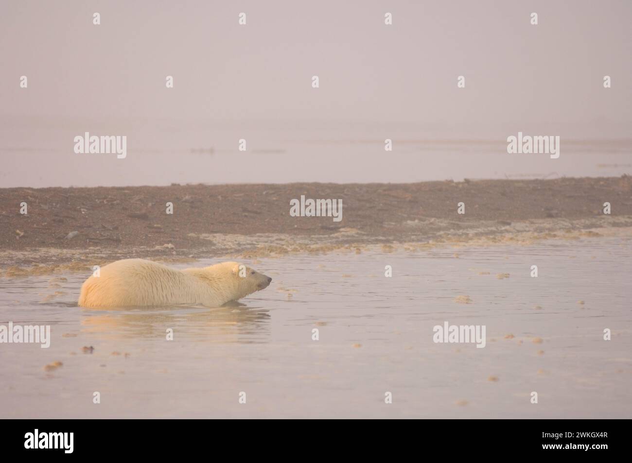 polar bear Ursus maritimus swims off Bernard Spit Arctic National ...