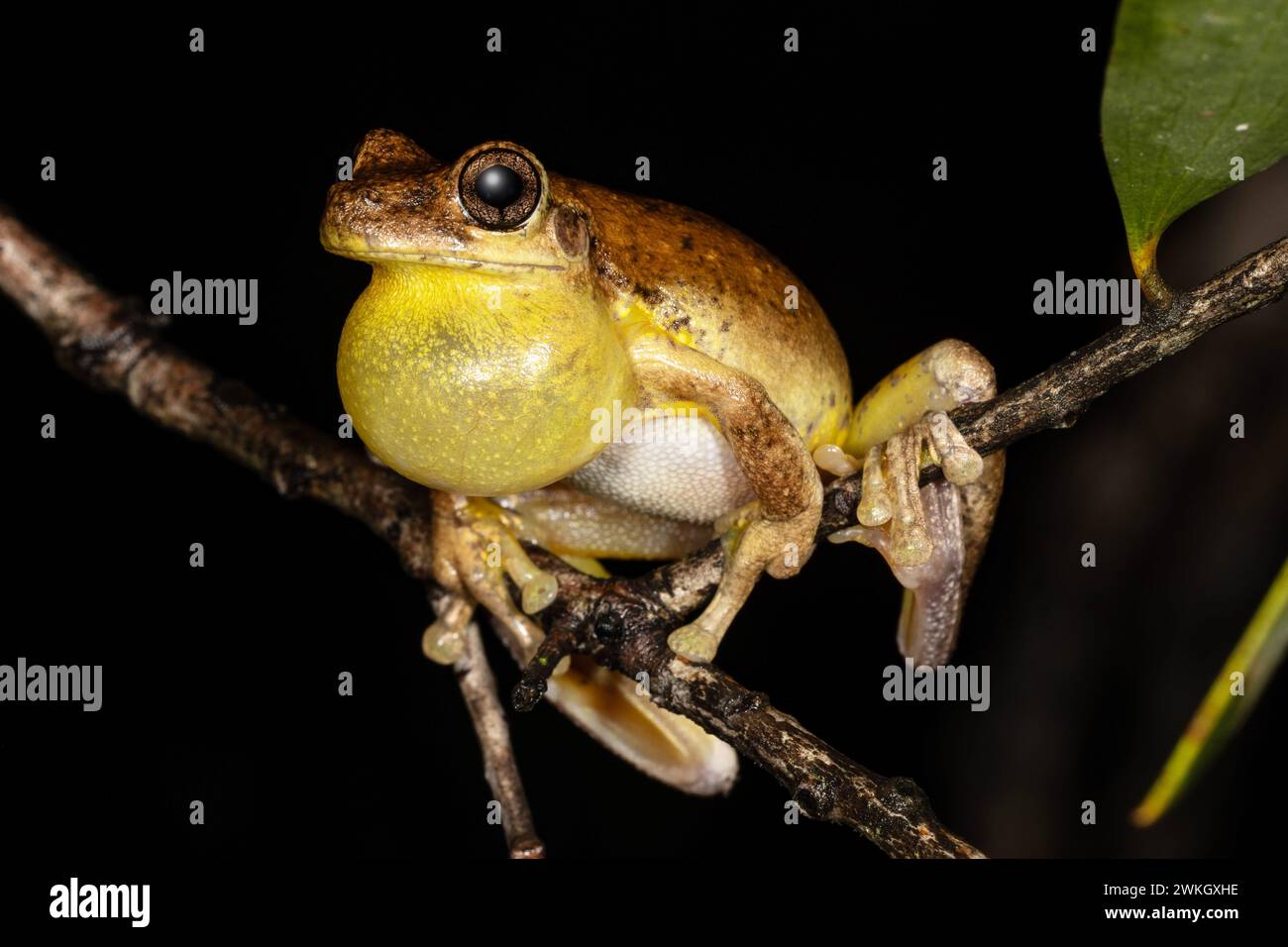 Laughing frog hi-res stock photography and images - Alamy