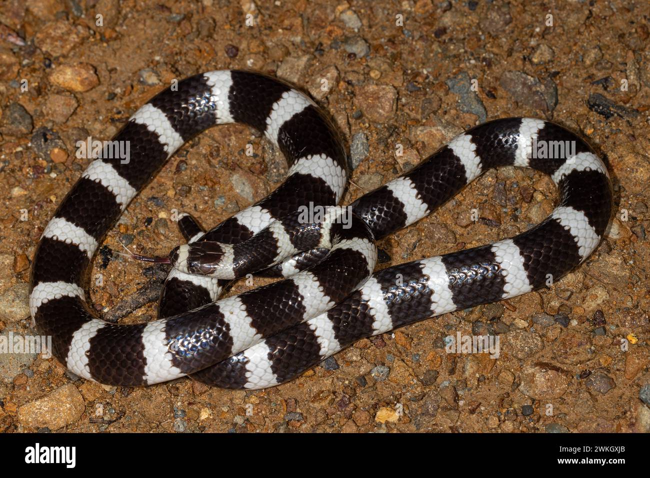 Bandy bandy snake hi-res stock photography and images - Alamy