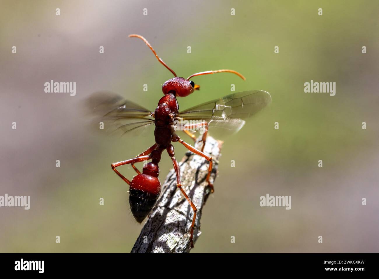 Australian stick insect ant hi-res stock photography and images - Alamy