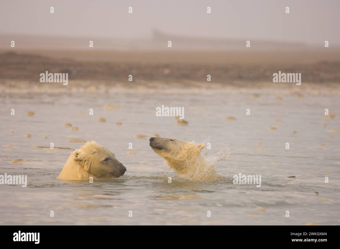 polar bear, Ursus maritimus, adults playing in waters off Barter Island ...
