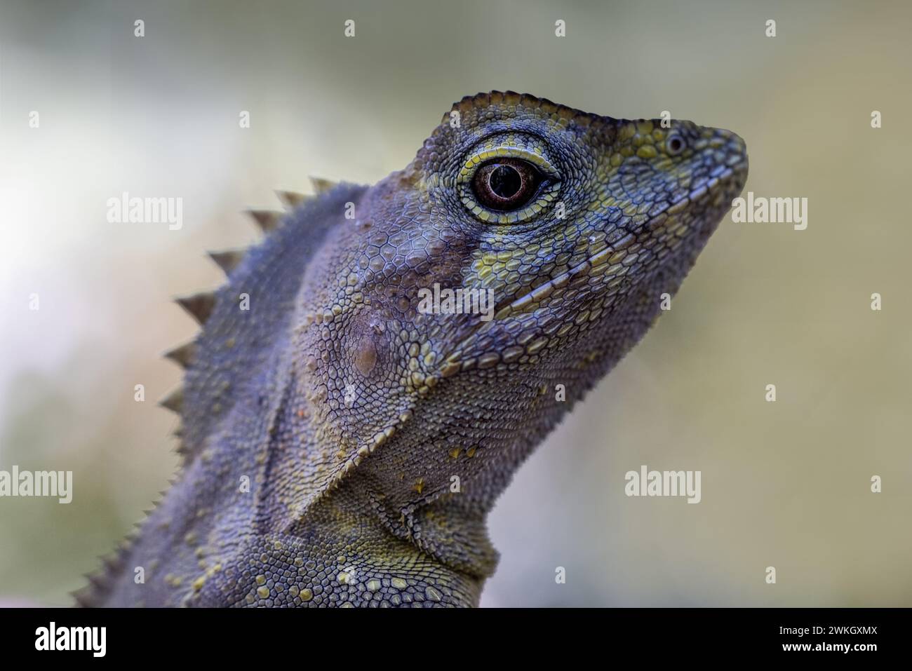 Close up of an Australian Southern Angle-headed Dragon Stock Photo - Alamy