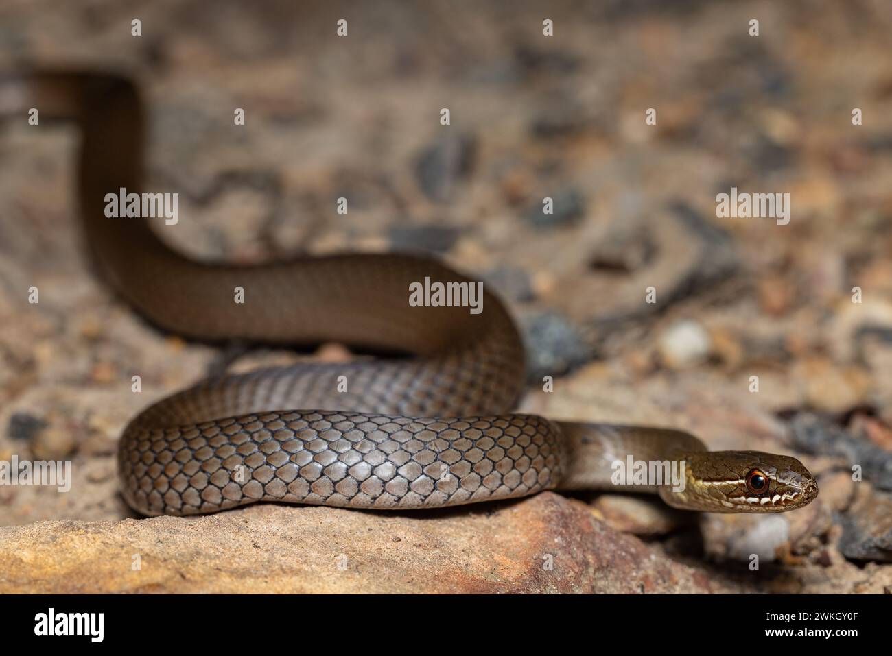 Australian swamp hi-res stock photography and images - Alamy
