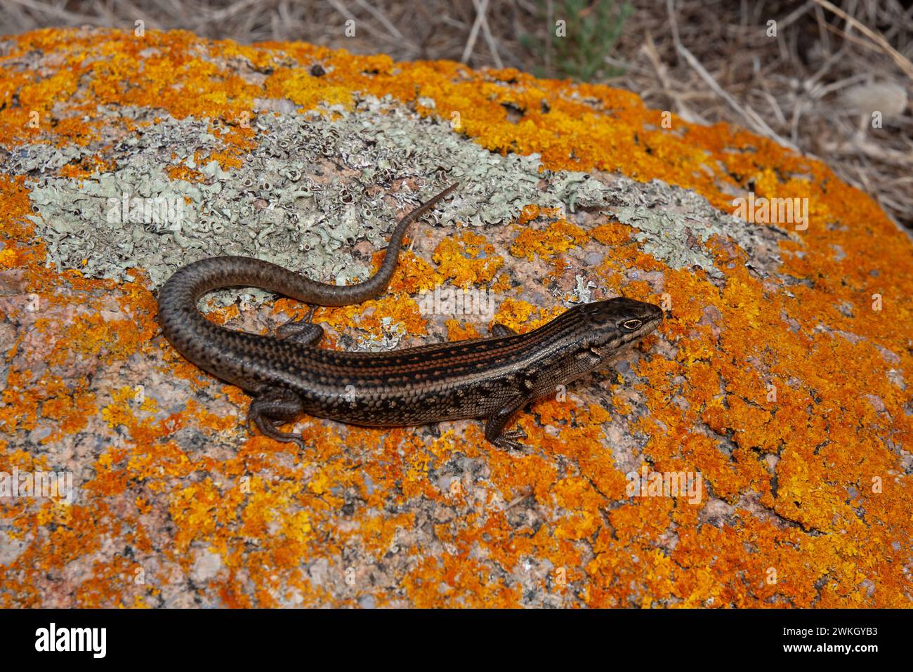 Australian lichen hi-res stock photography and images - Alamy