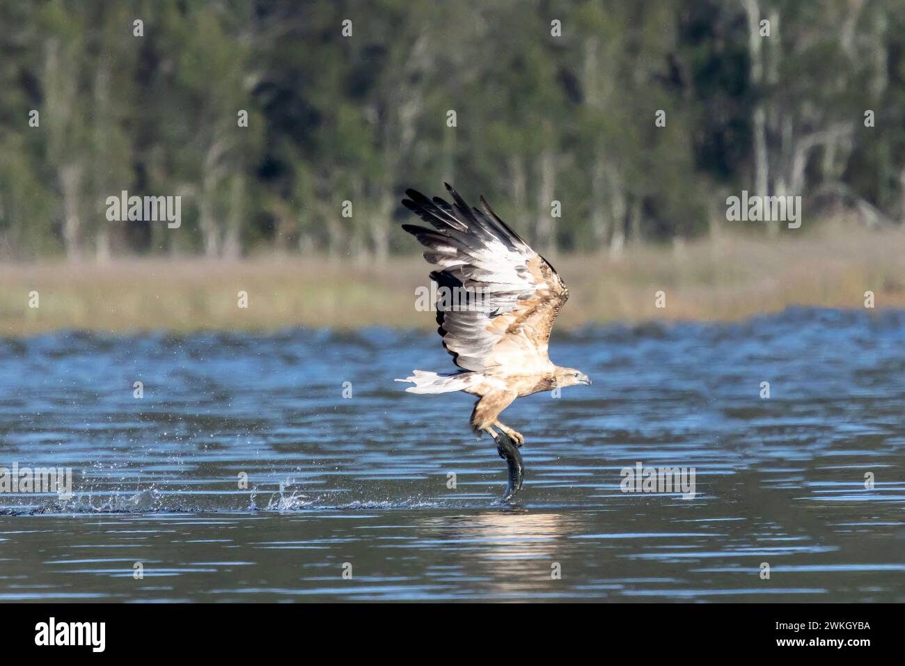 White-bellied Sea Eagle catching fish Stock Photo - Alamy