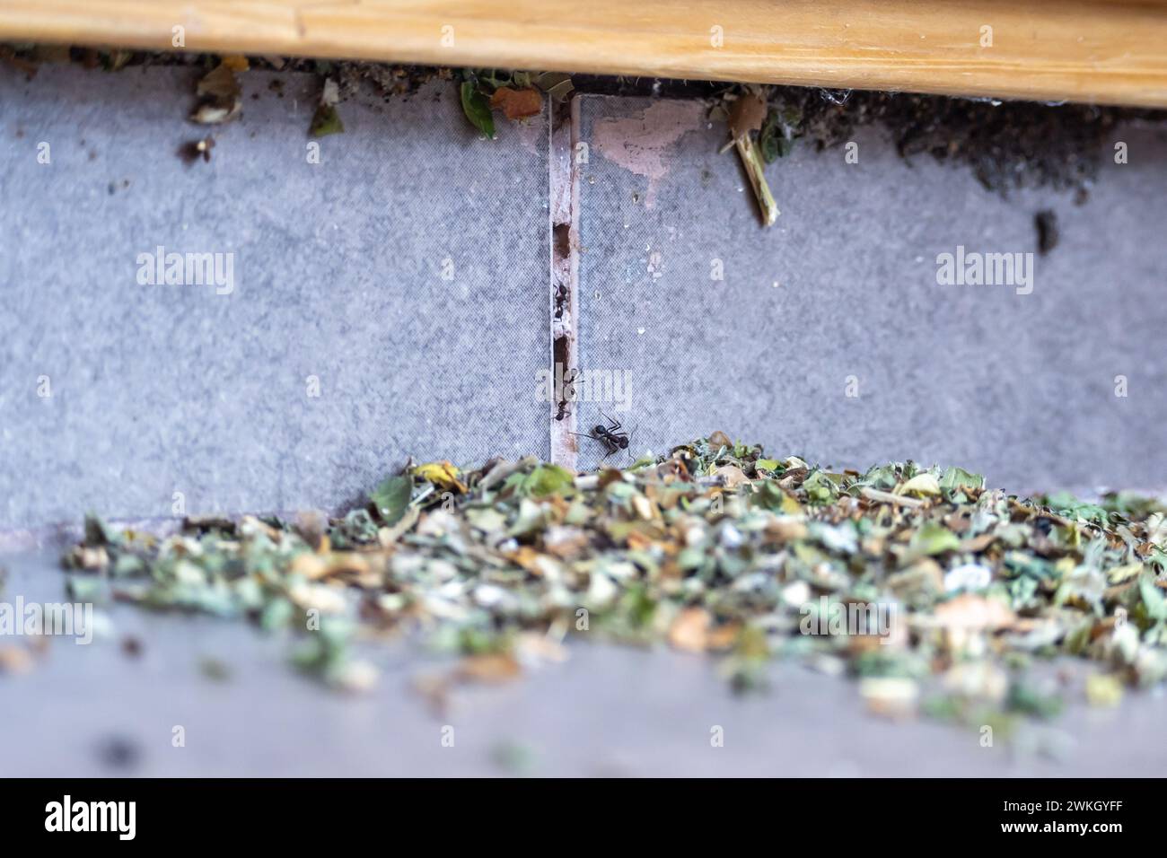 Common black ants invading a house. They have leaves and are preparing ...