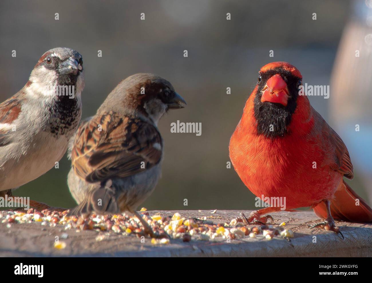 Sparrows and a northern cardinal hi-res stock photography and images ...