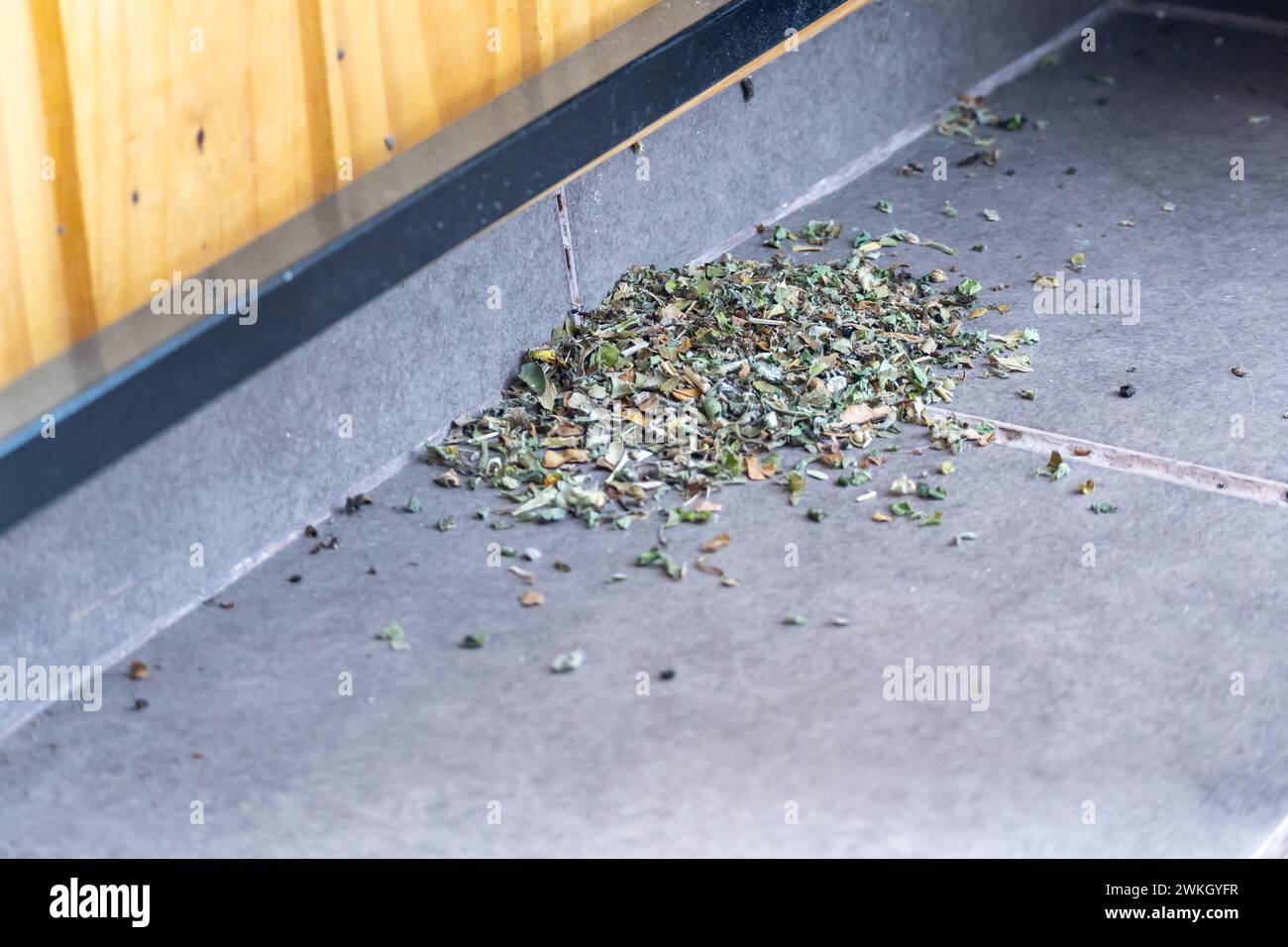 Common black ants invading a house. They have leaves and are preparing ...