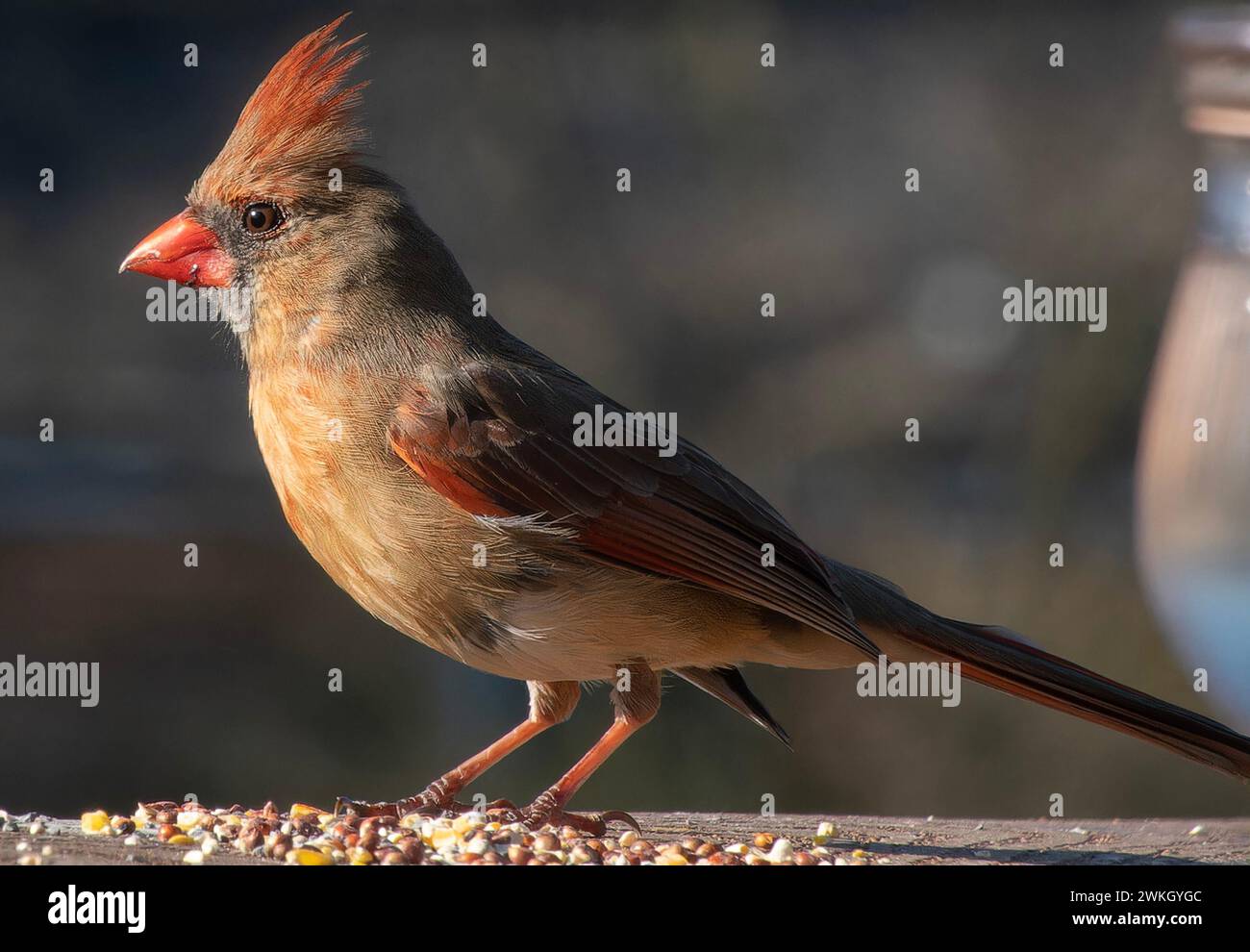 Female Northern Cardinal on the backyard deck Stock Photo - Alamy