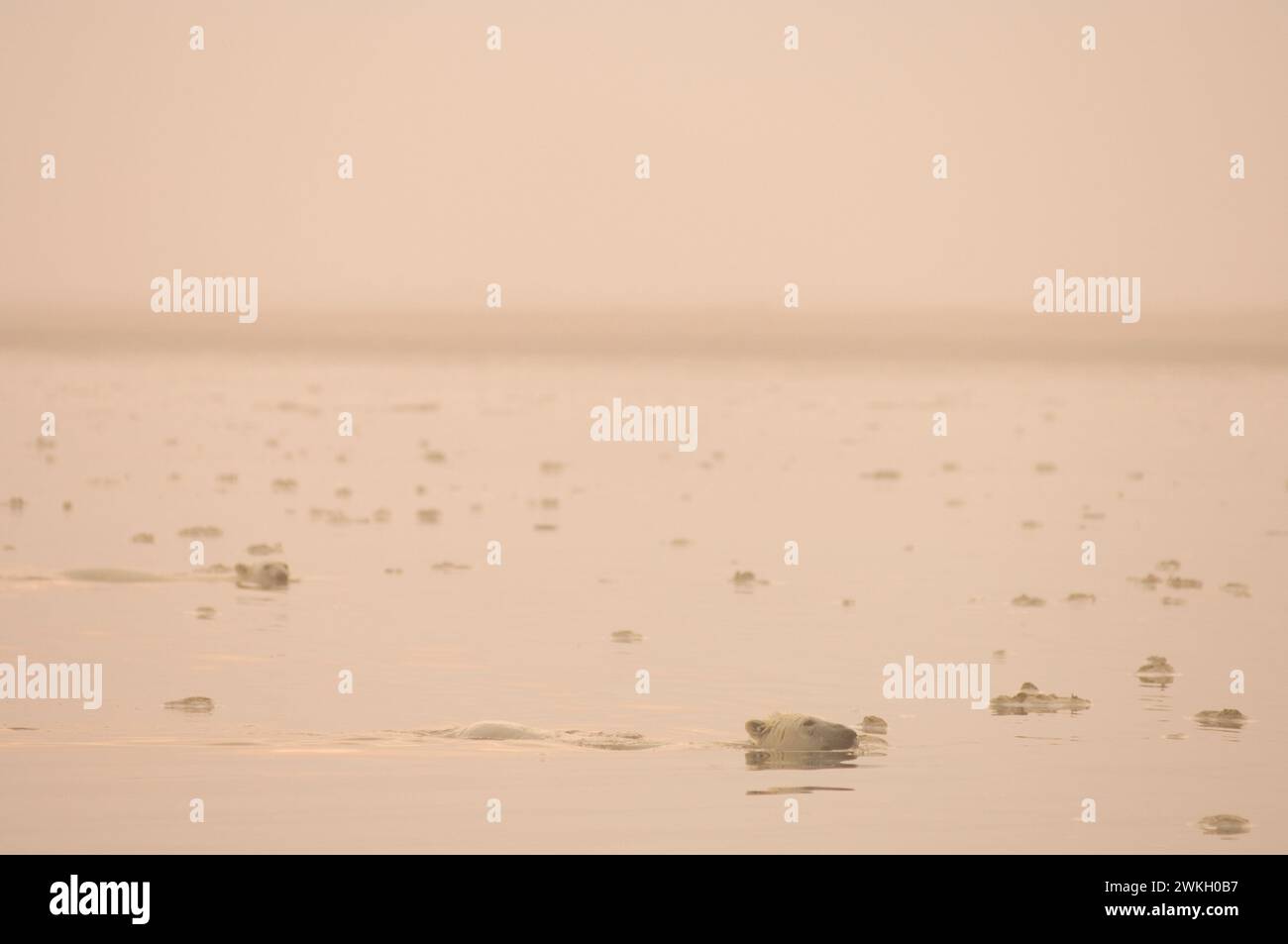 polar bear Ursus maritimus swims off Bernard Spit Arctic National ...