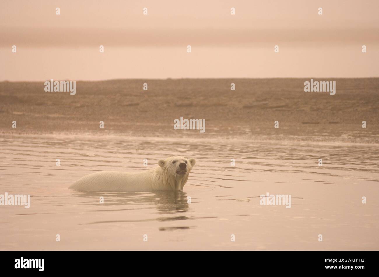 polar bear Ursus maritimus swims off Bernard Spit Arctic National ...