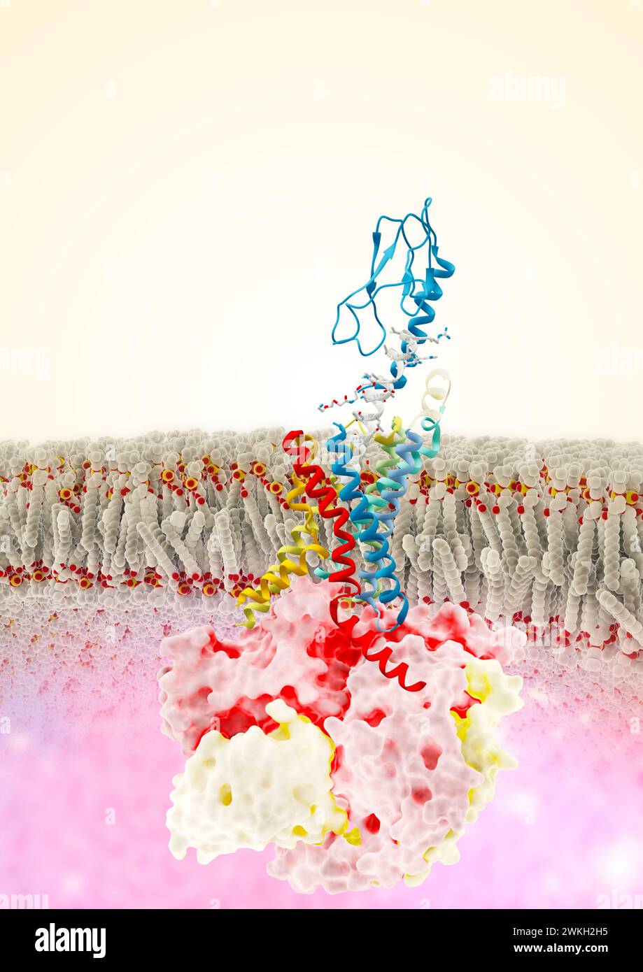 Semaglutide antidiabetic drug action, illustration Stock Photo - Alamy