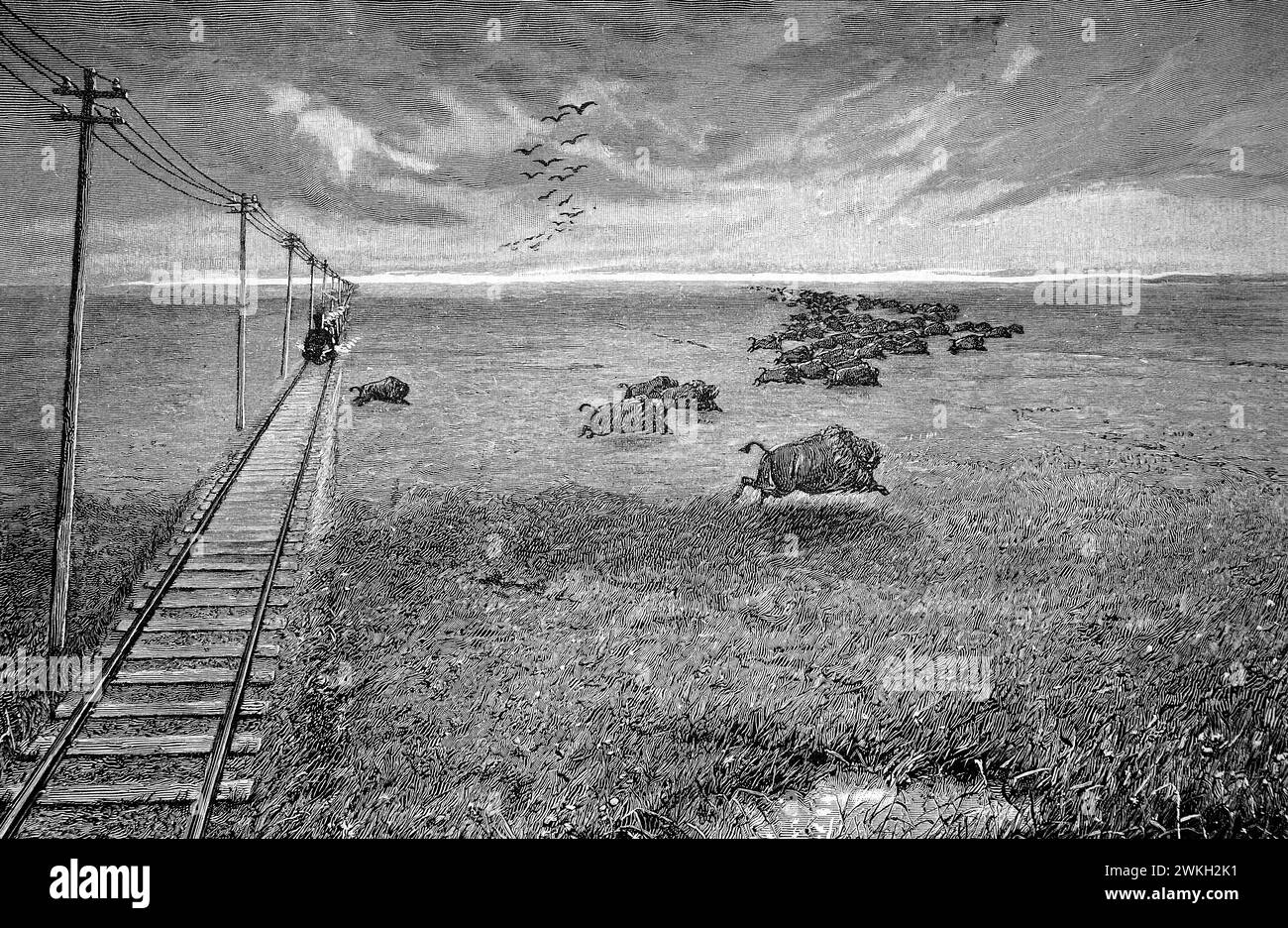 North American prairie, illustration Stock Photo - Alamy