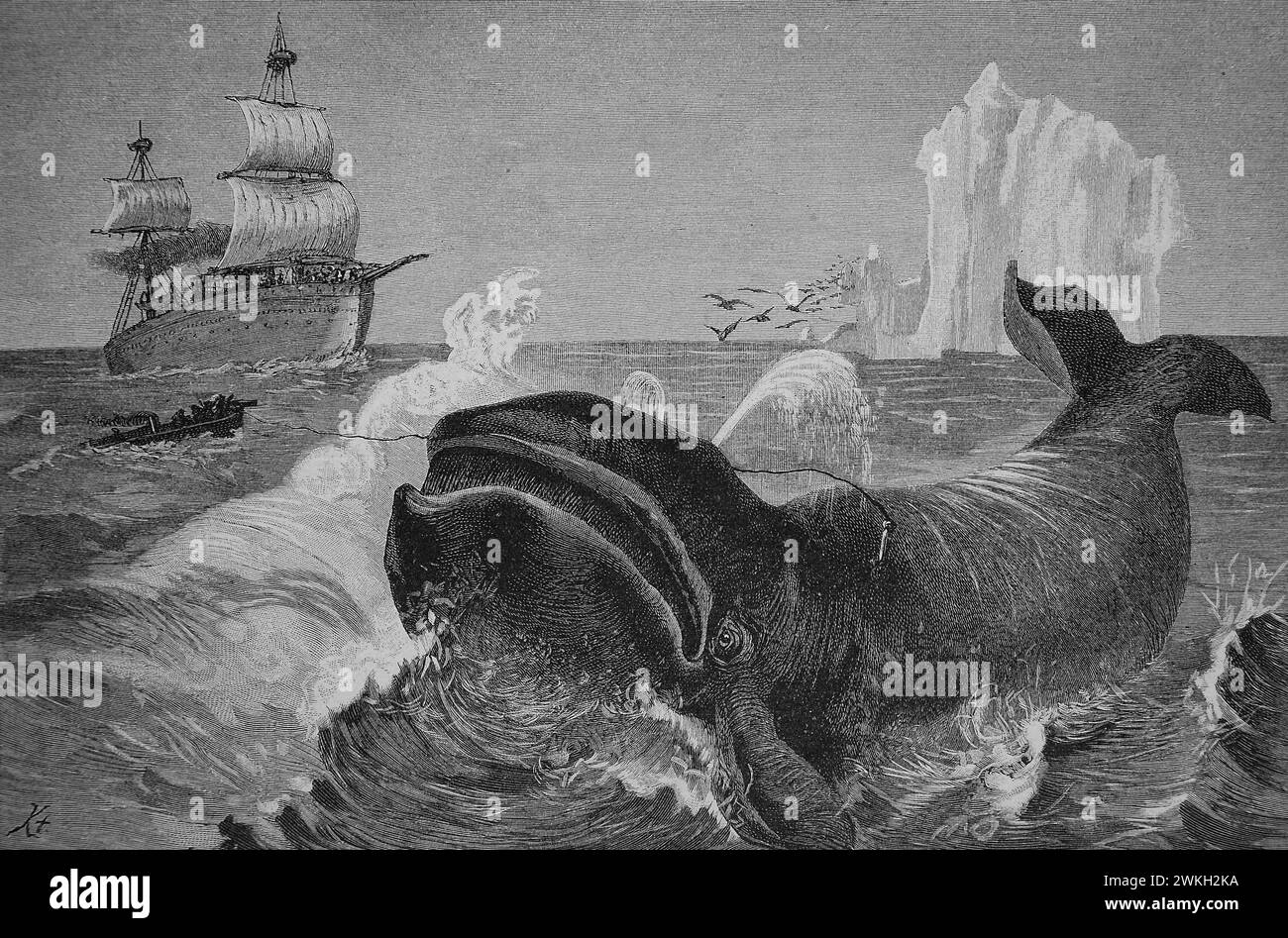 Whale hunting in the northern Arctic Ocean, illustration Stock Photo ...