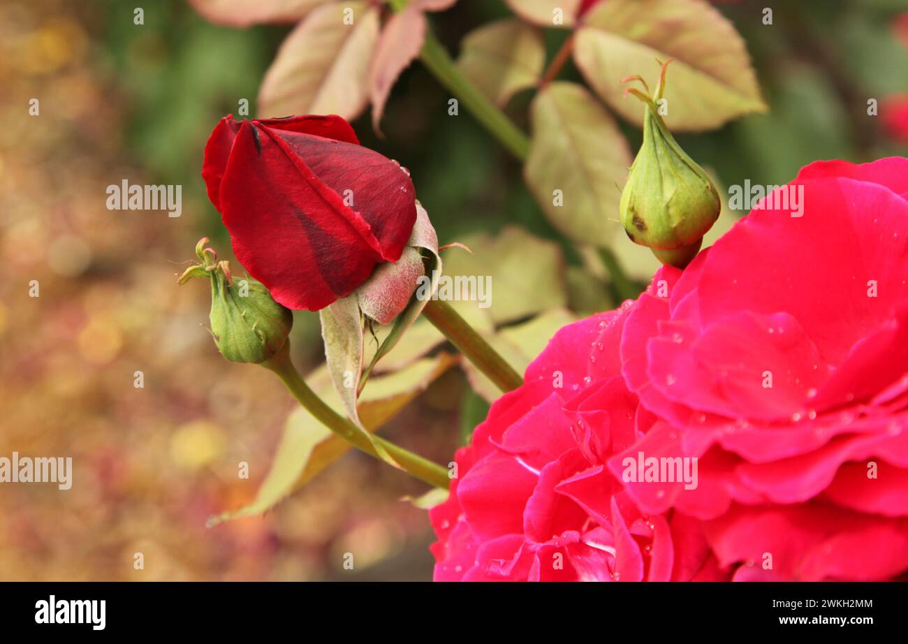Outside closeup of bud and open red garden rose with water drops in ...