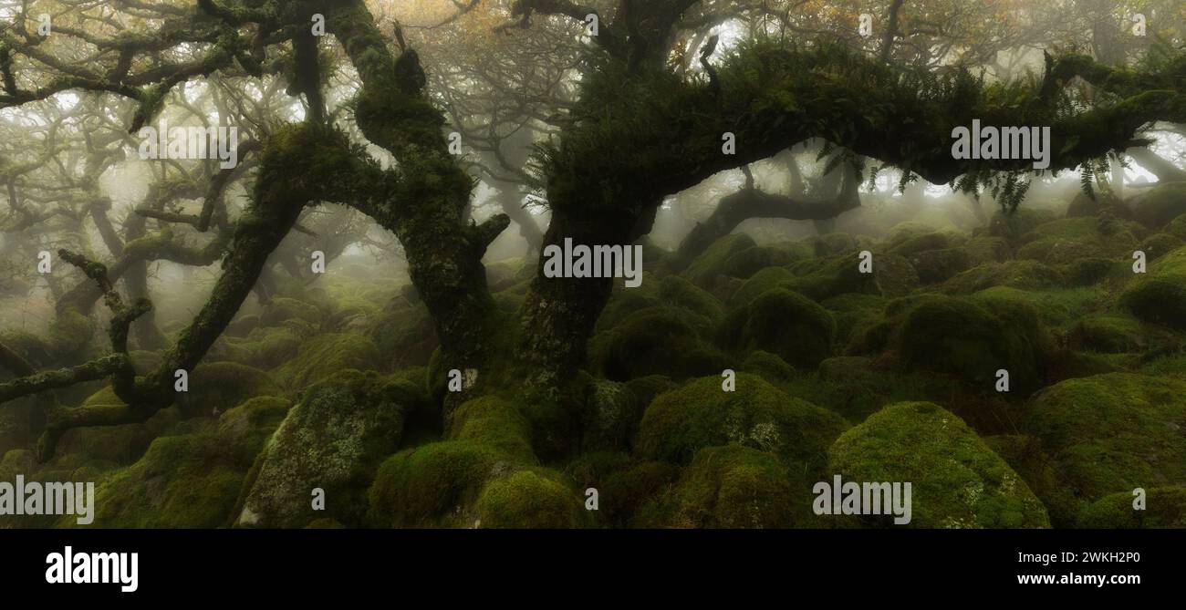 Ancient oak (Quercus robur) forest in mist Stock Photo - Alamy