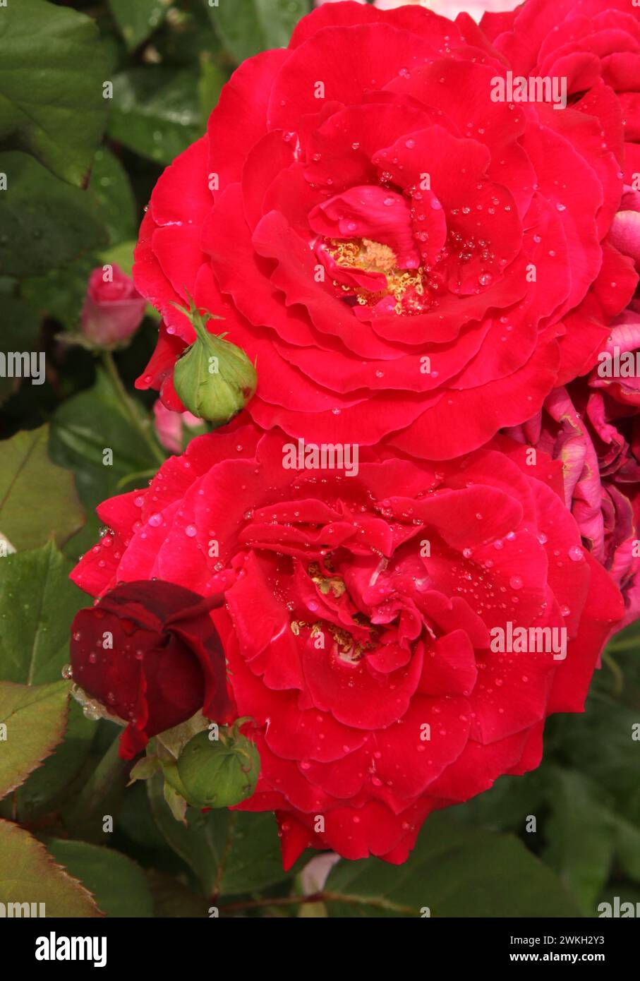Outside closeup of bud and open red garden rose with water drops in ...
