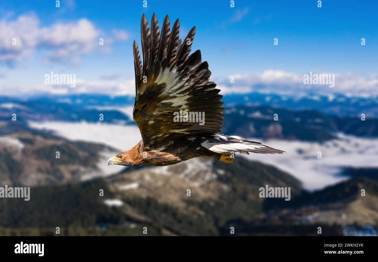 Golden eagle (Aquila chrysaetos) flying over a mountainous landscape ...
