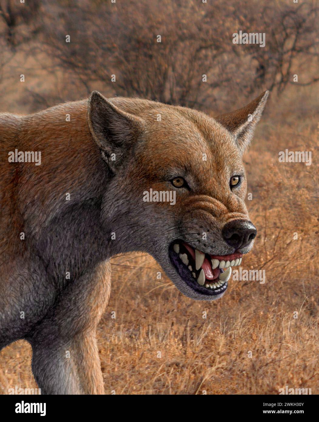 Borophagus secundus prehistoric canid baring its teeth, illustration ...