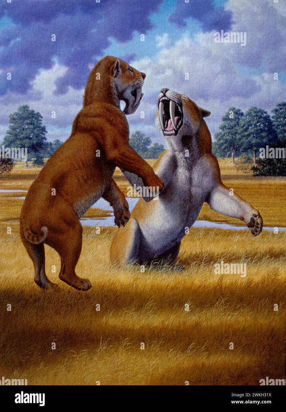 Barbourofelis false sabre-toothed cats fighting, illustration Stock ...