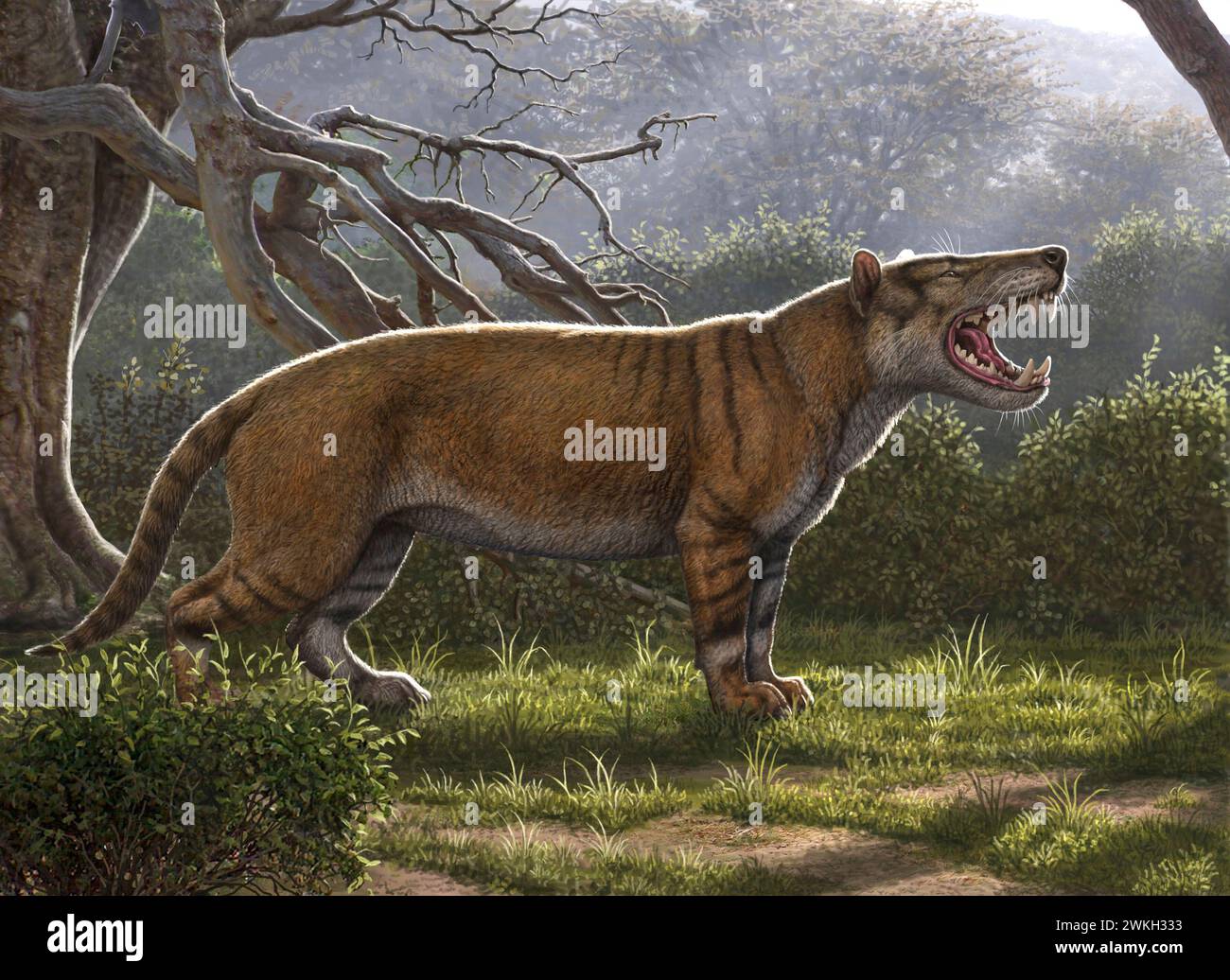 Simbakubwa prehistoric lion, illustration Stock Photo - Alamy