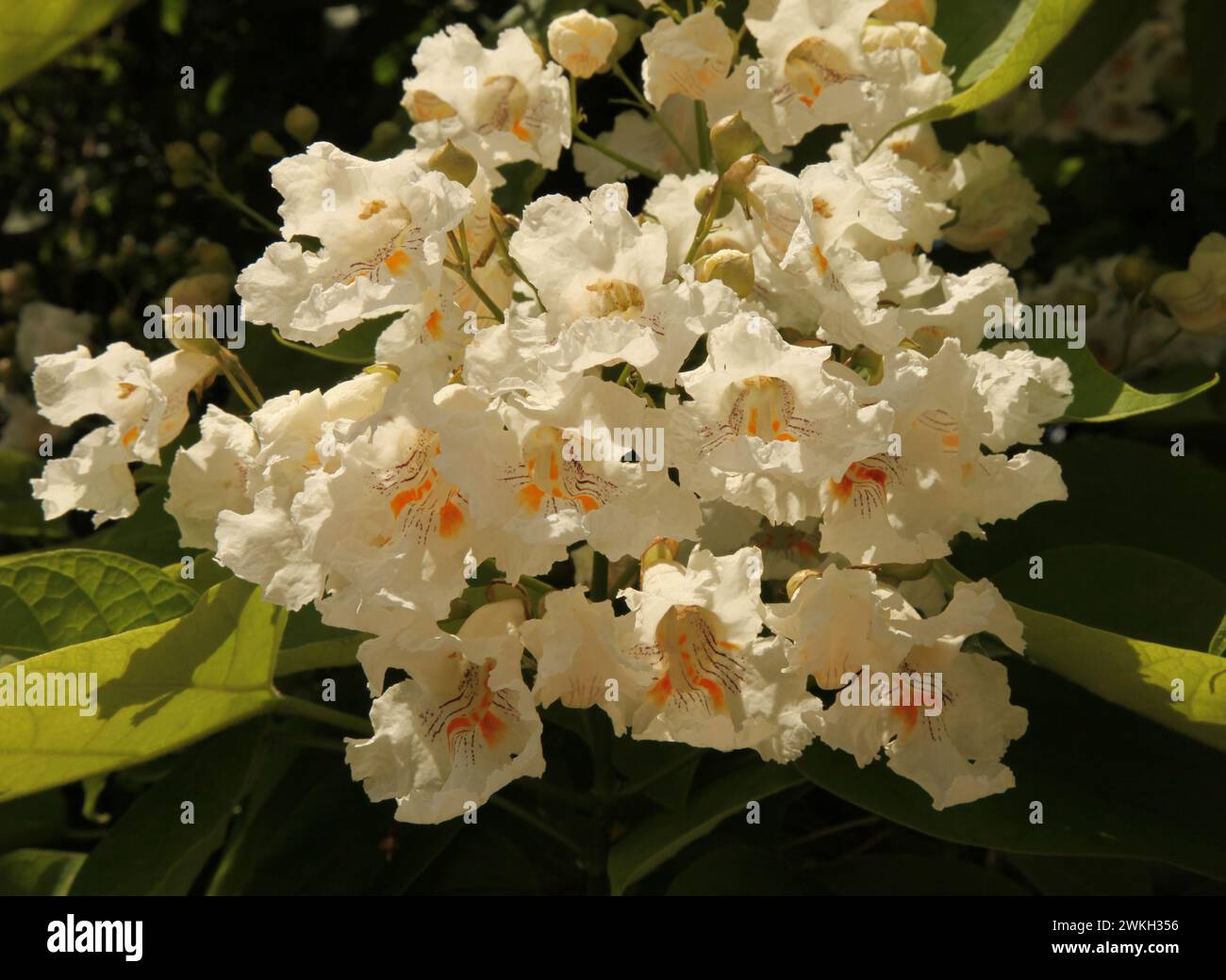 Catalpa tree hi-res stock photography and images - Alamy