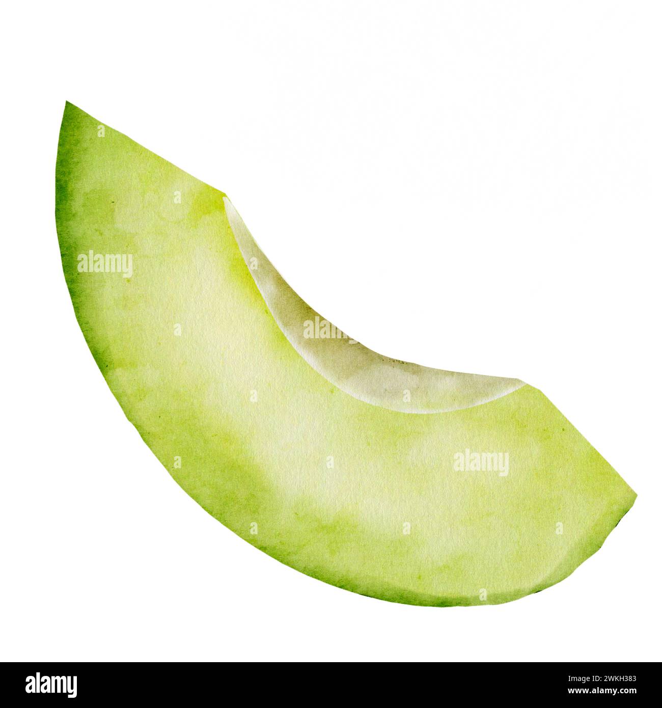 Avocado slice watercolor illustration. Hand drawing on isolated white ...