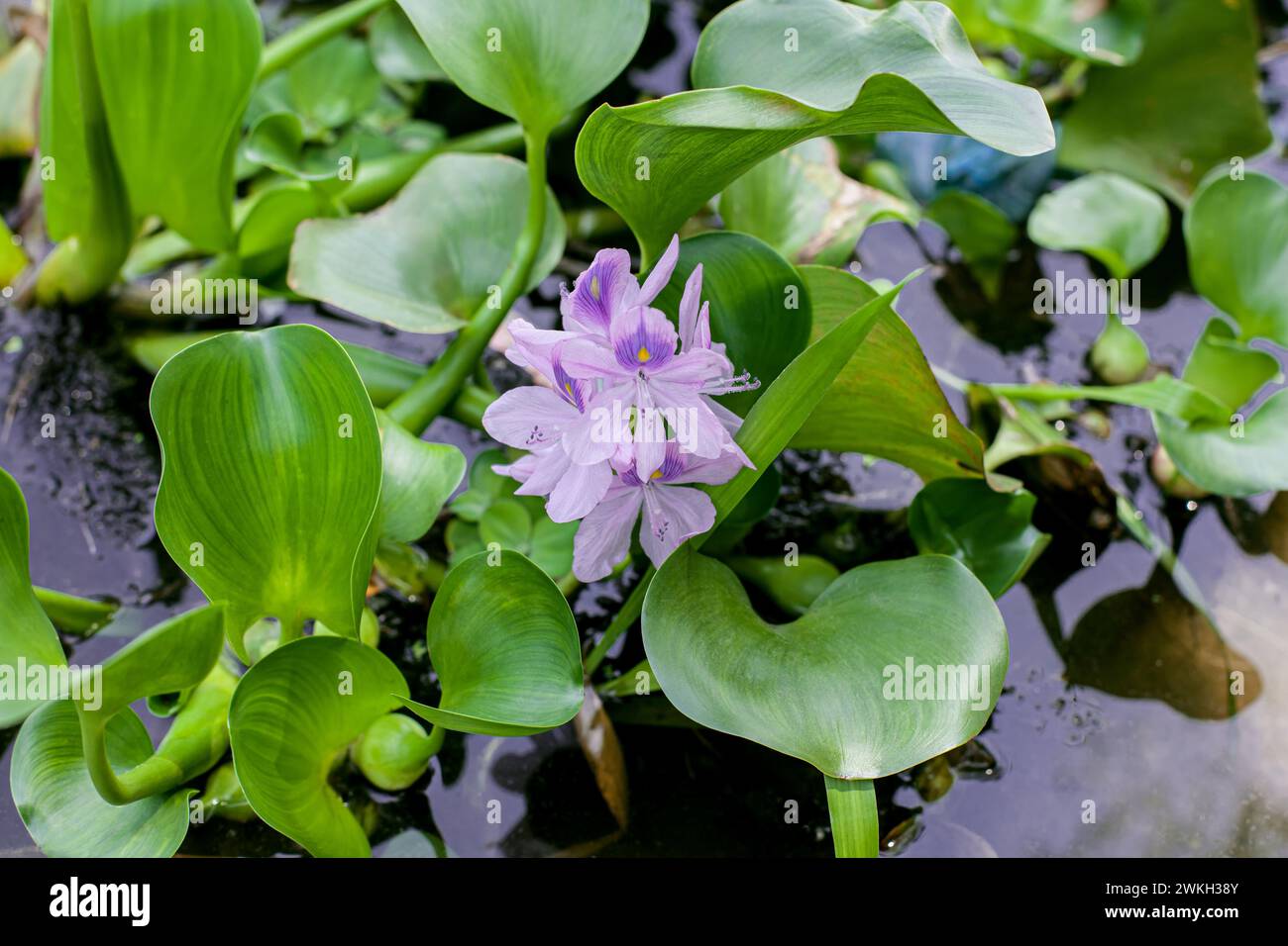 Water hyacinth floating plant hi-res stock photography and images - Alamy
