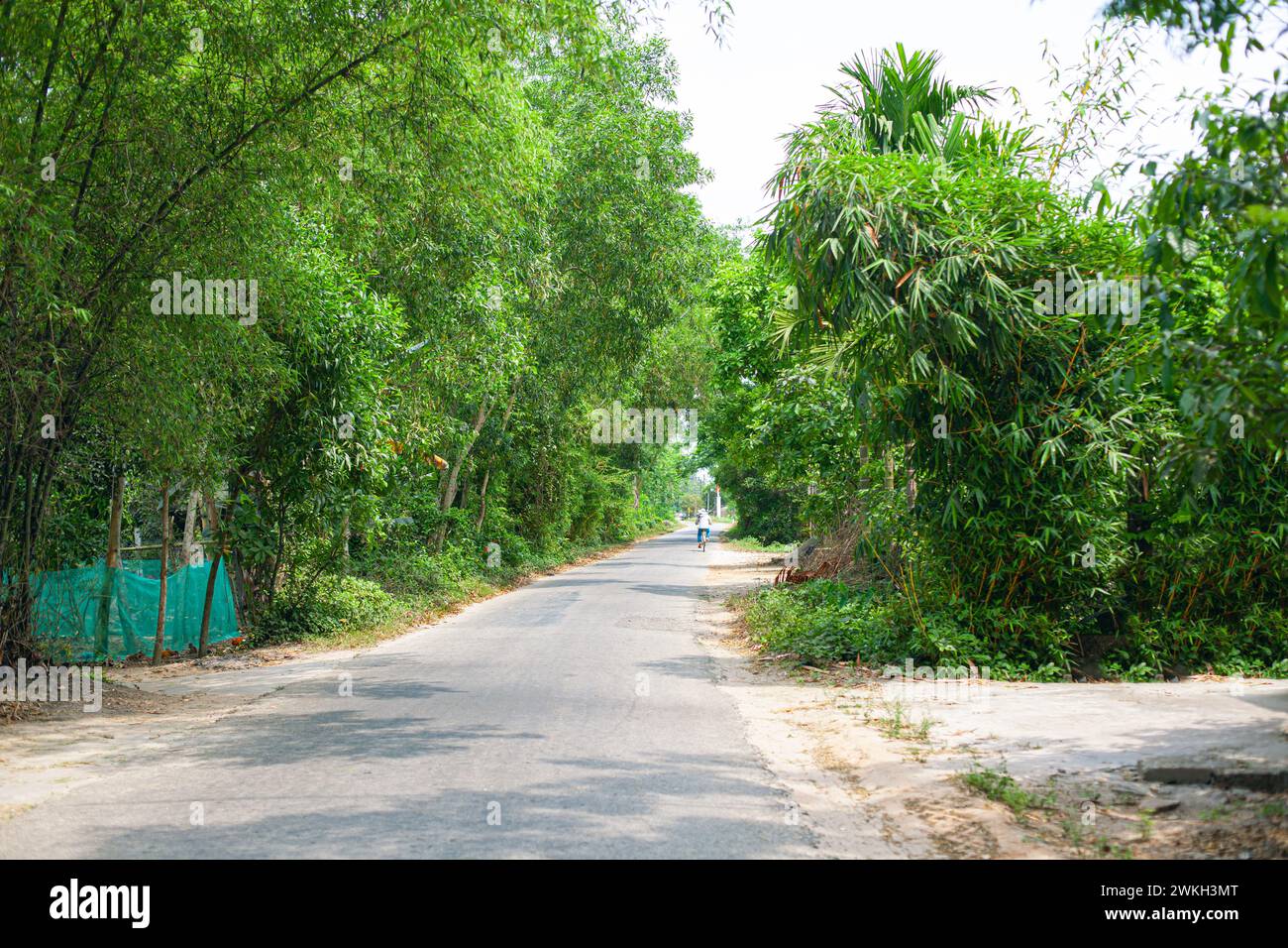 Village road in Vietnam with rows of green bamboo on both sides Stock ...