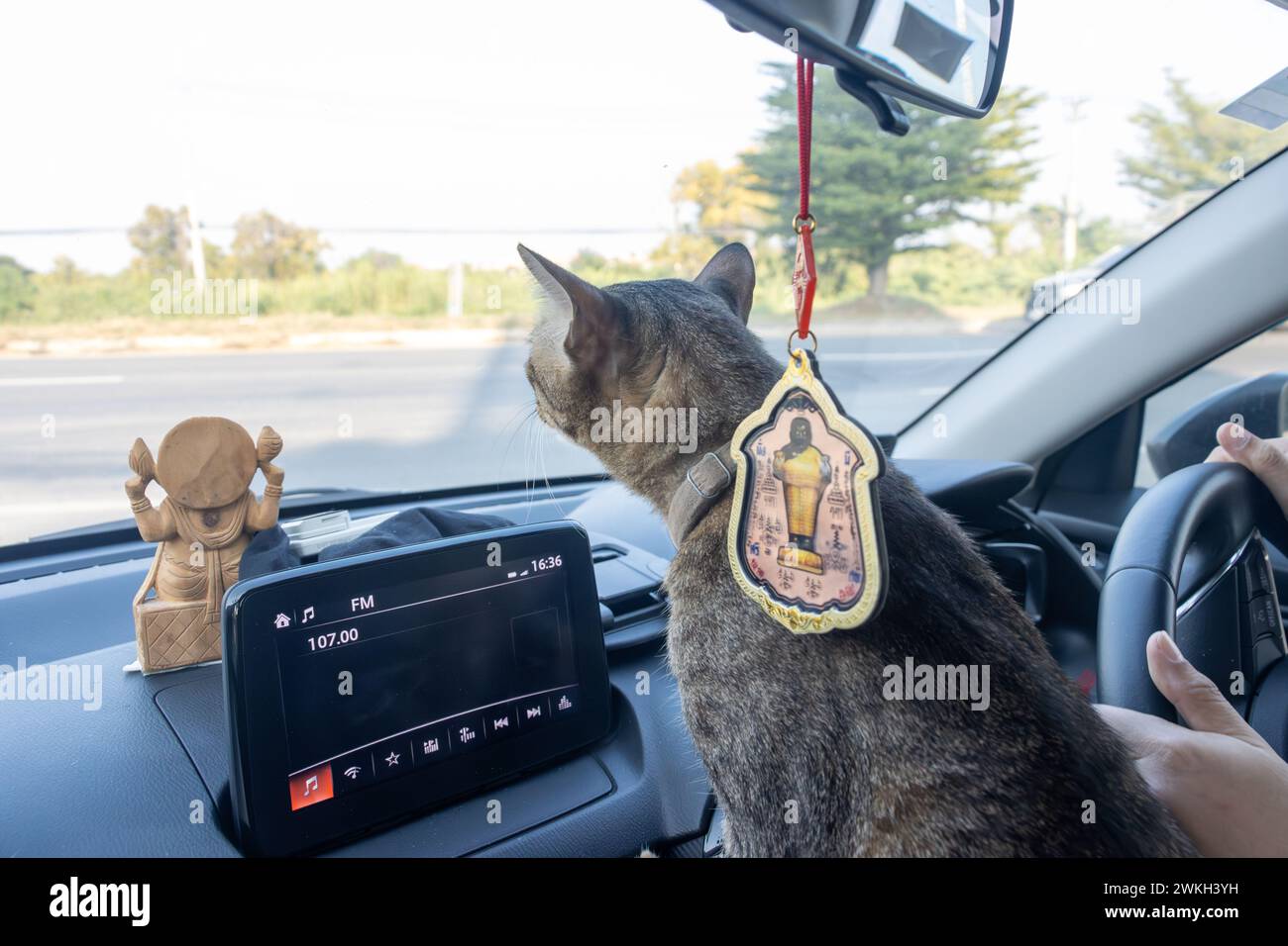 A cat driving in a car observes the road from the windshield Stock ...