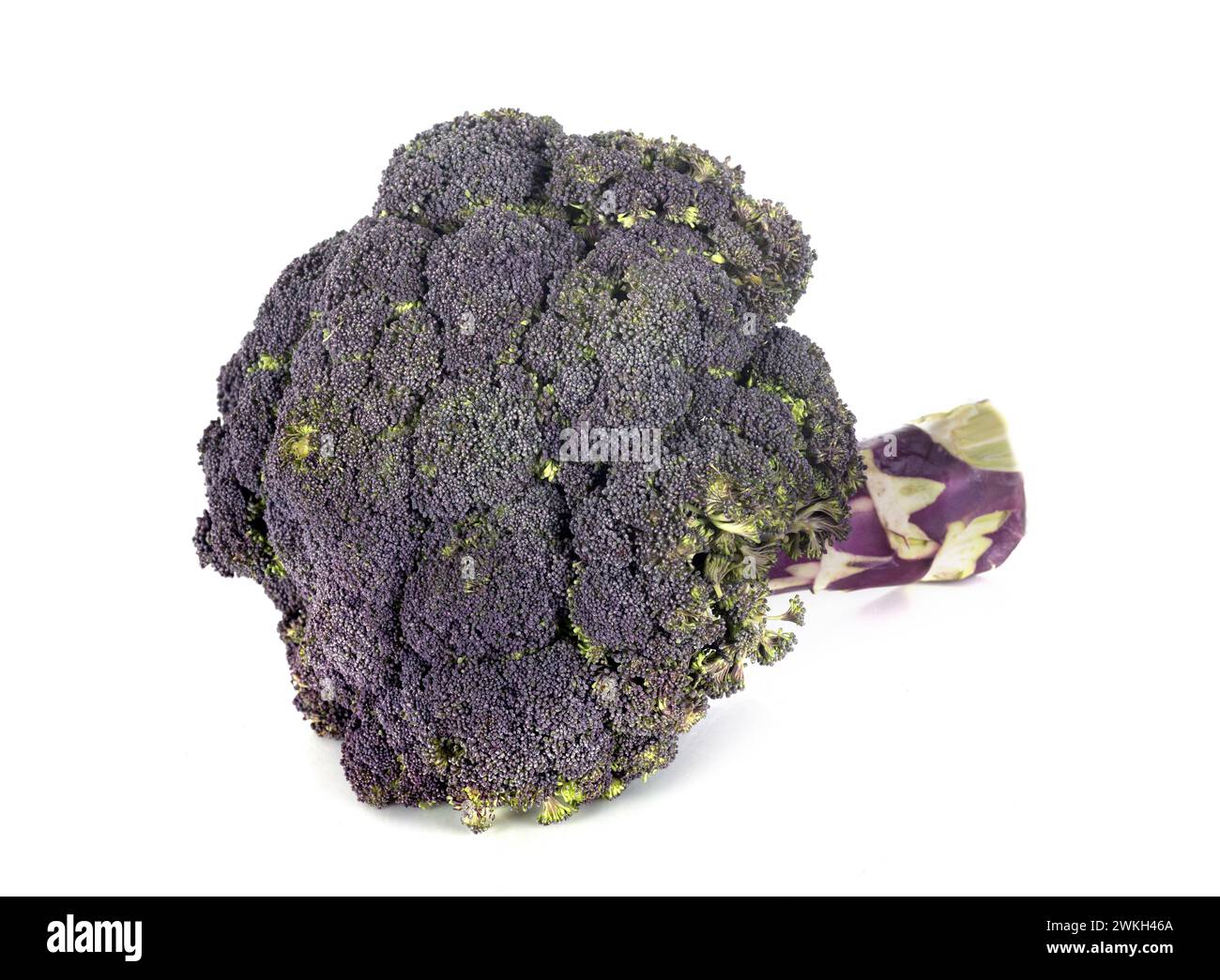 purple broccoli in front of white background Stock Photo - Alamy