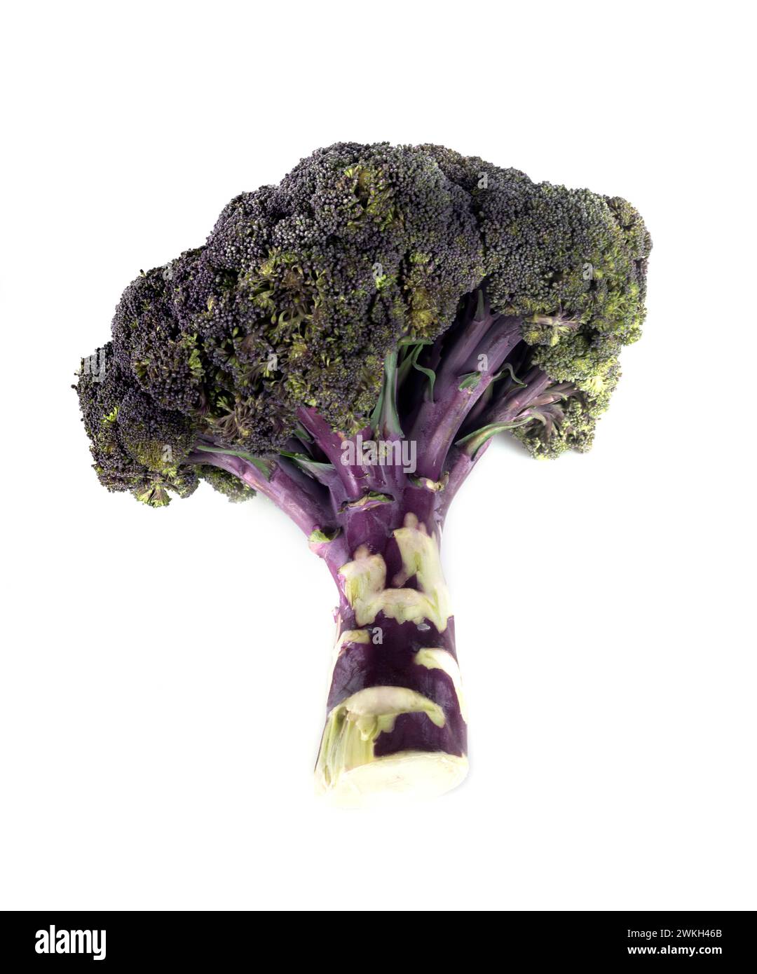purple broccoli in front of white background Stock Photo - Alamy