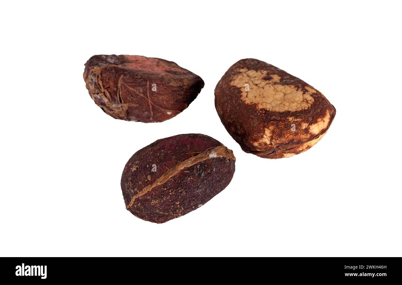 kola nuts in front of white background Stock Photo - Alamy