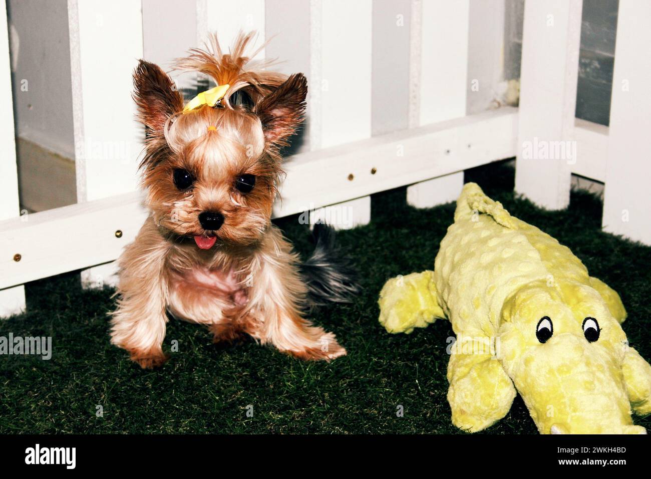 Adorable Teacup Yorkie Puppy Stock Photo - Alamy